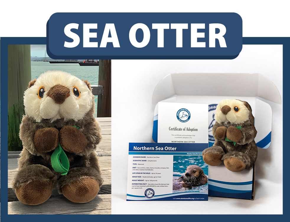Adopt-an-Animal - Alaska Sealife Center