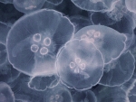 Moon Jelly - Alaska Sealife Center