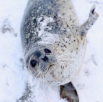 Spotted Seal - Alaska Sealife Center